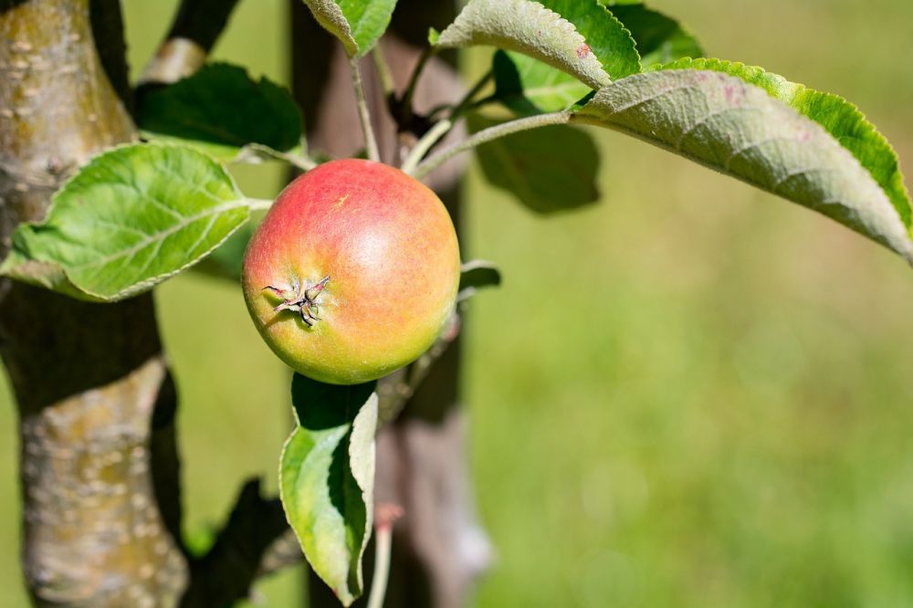 Apple Tangentbord – En Grundlig Översikt